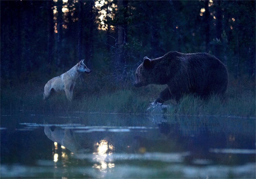 White Wolf : Stunning beauty of wild wolves in Finland by award winning ...