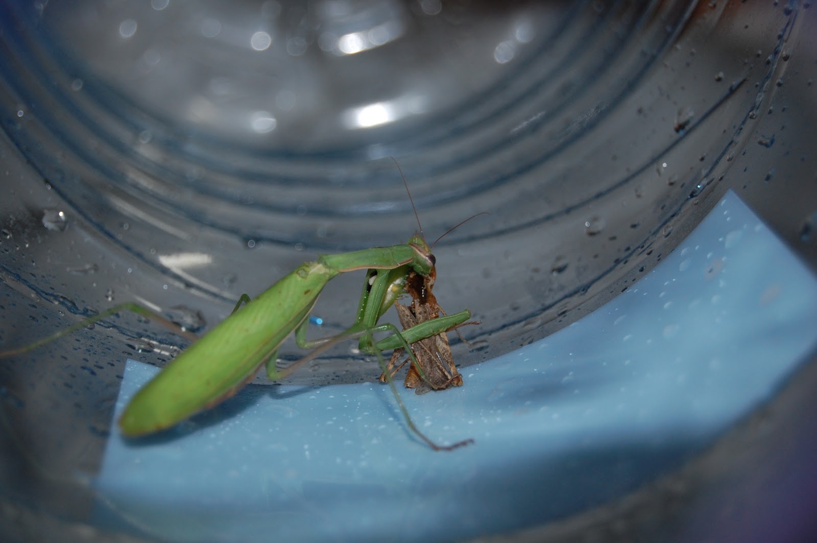 Hoinareala: Calugarita