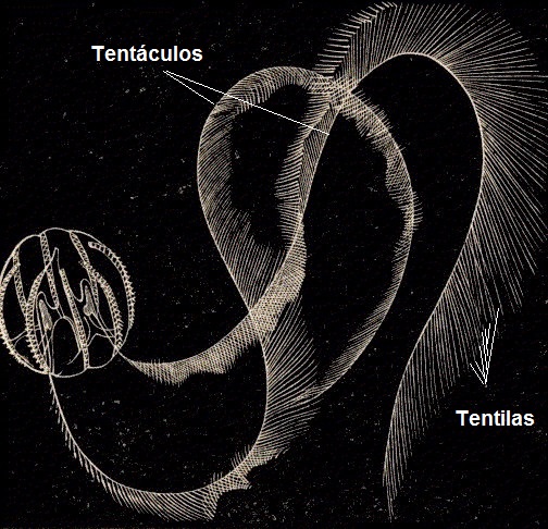 PrionicProtein: Ctenóforos