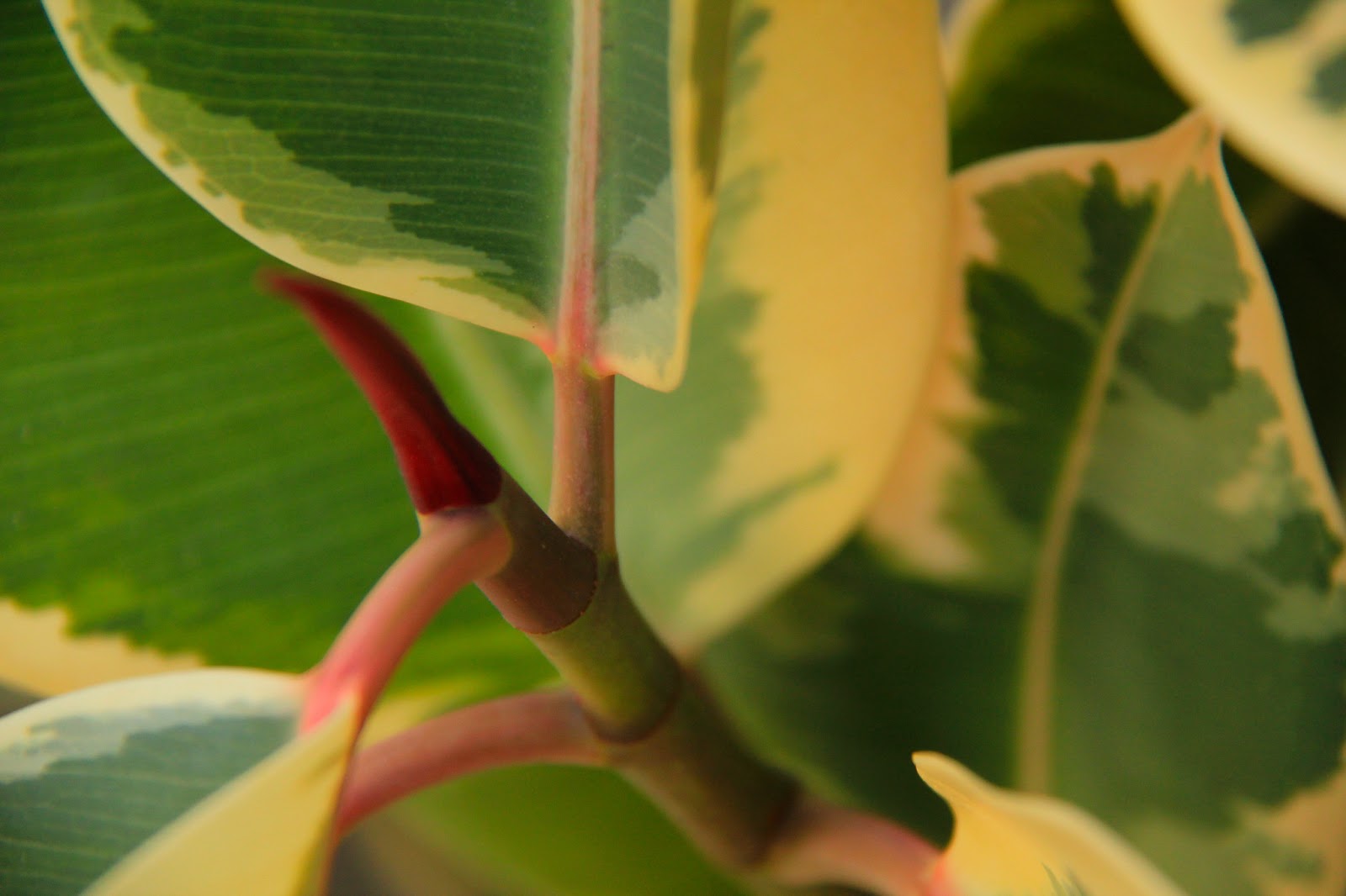 Flower Power!!: Ficus elastica Doescheri