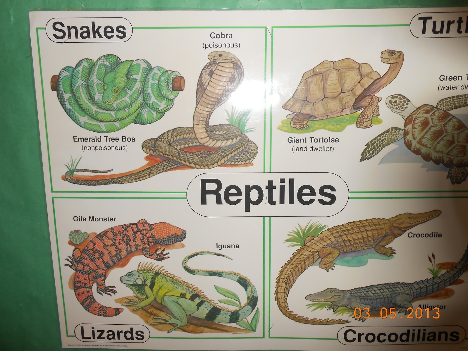 CHILDREN’S CAMPUS: MAKING REPTILES, SORTING REPTILES AND RICE CRISPIES