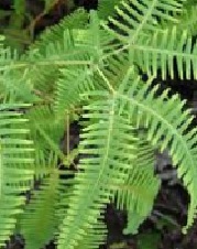 Anim Agro Technology: RUMPUT - JENIS RESAM