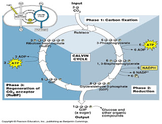 Fiksasi Karbon Tanaman C-3 (Siklus Calvin) | anakagronomy[dot]com