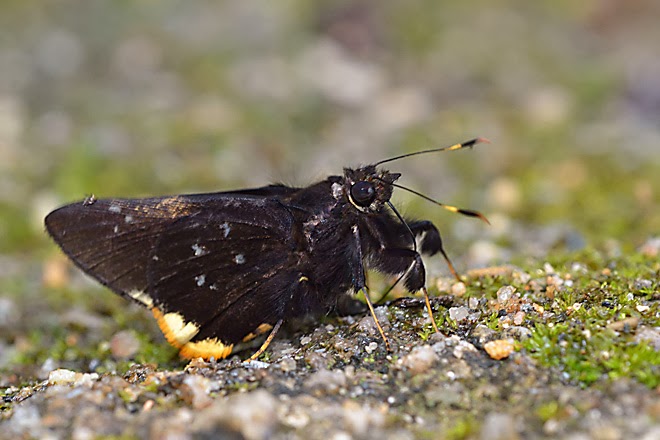 Beauty of Fauna and Flora in Nature: Butterflies @ Mae Takhrai National ...