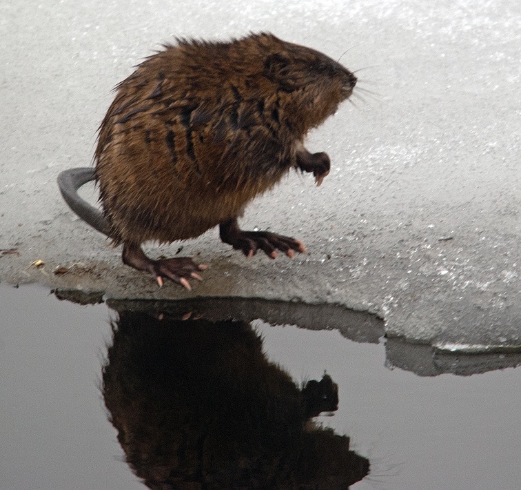 Me, Boomer and The Vermilon River: Muskrats of The Vermilon River. A ...