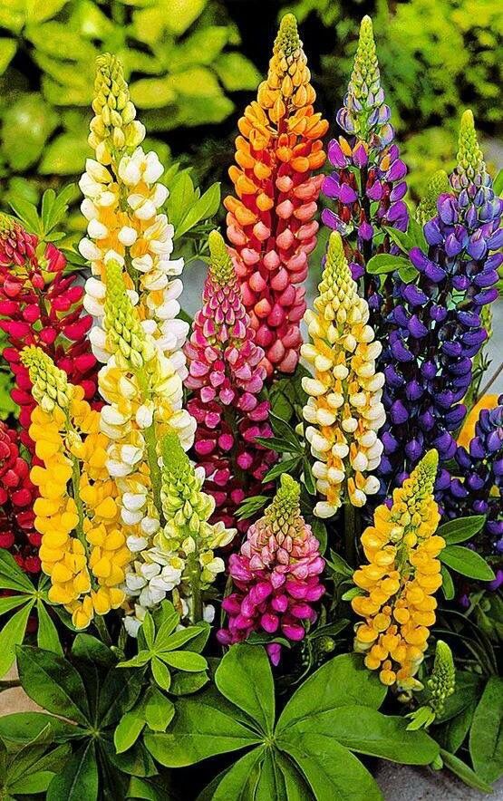 Lupinus mutabilis «chocho» - Id Plantae