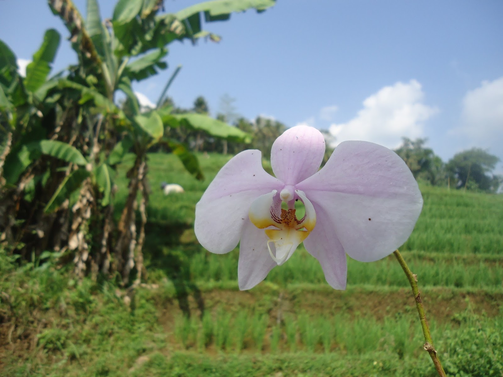 Wallpaper Bunga Anggrek Bulan Putih Ungu Dan Lautan Hijau - Rumah Daun Muda