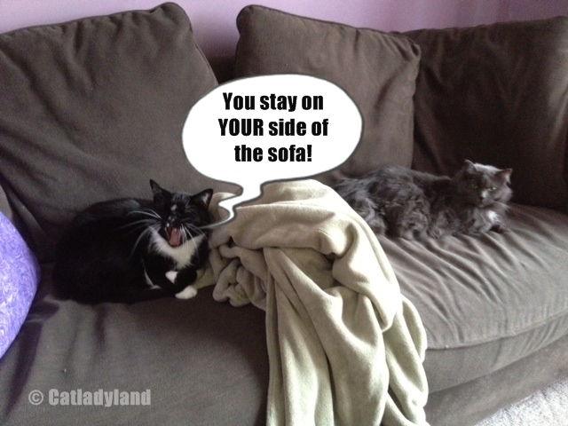 Catladyland: Cats are Funny: Sofa Cat Chooses Sides