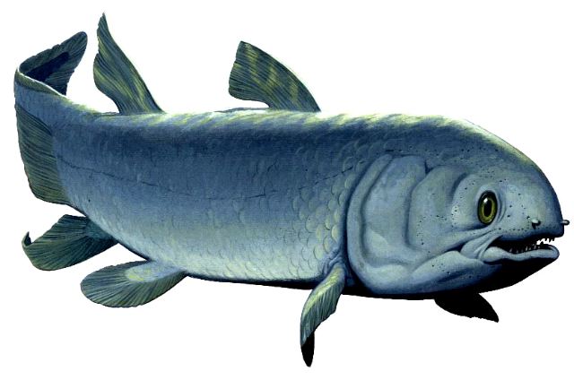 Megalocoelacanthus, un nuovo celacanto gigante – Pikaia