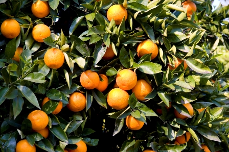 Meio Século de Aprendizagens : Plantar laranjeiras