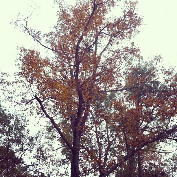 drucilla pettibone: Sweet Pignut Hickory tree id no. 1