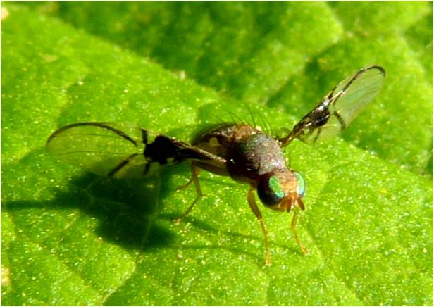 Insects of Scotland: Other Flies/Picture-wing Flies