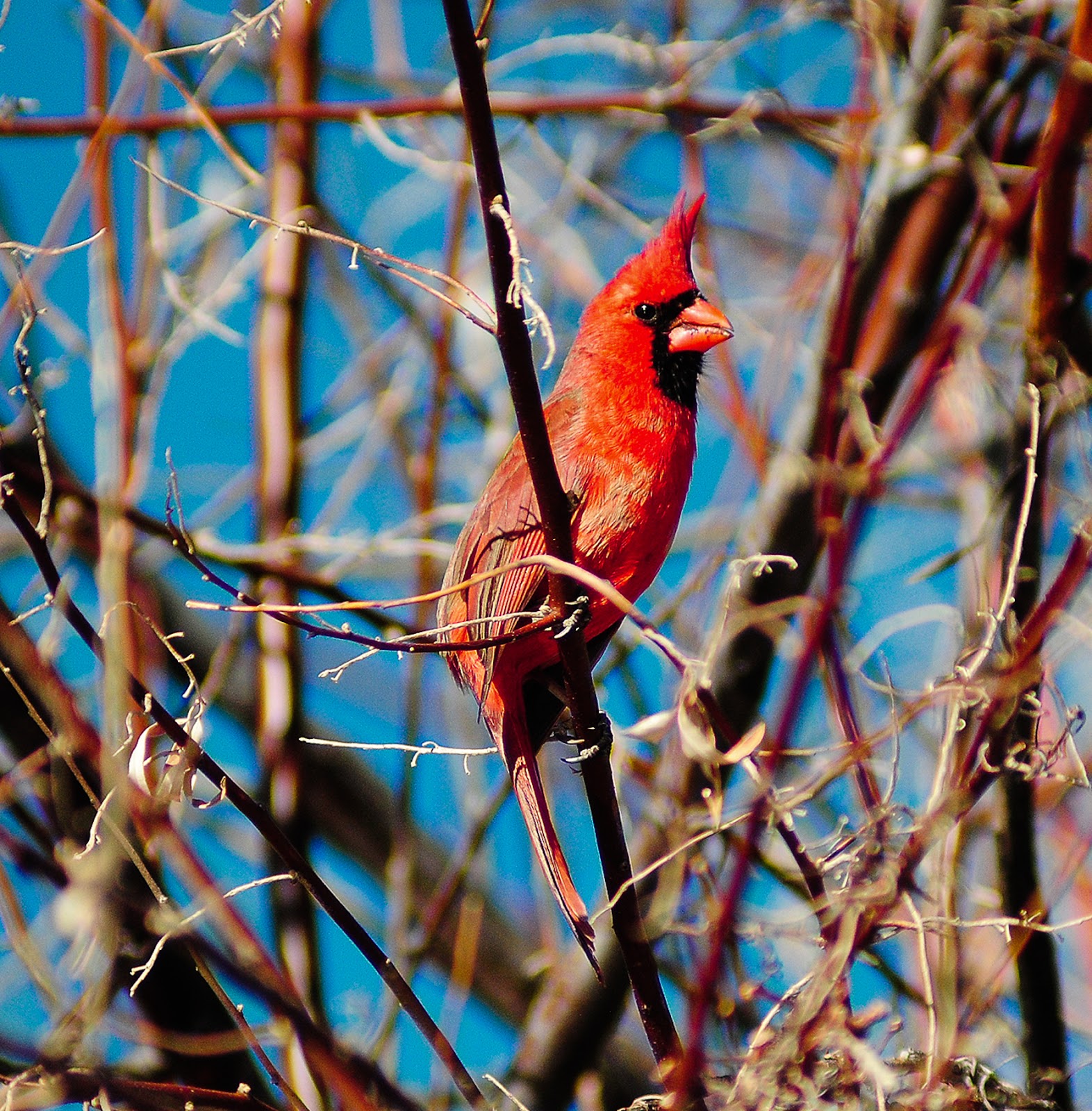 CO-Horts: Attracting Birds All Year-Round