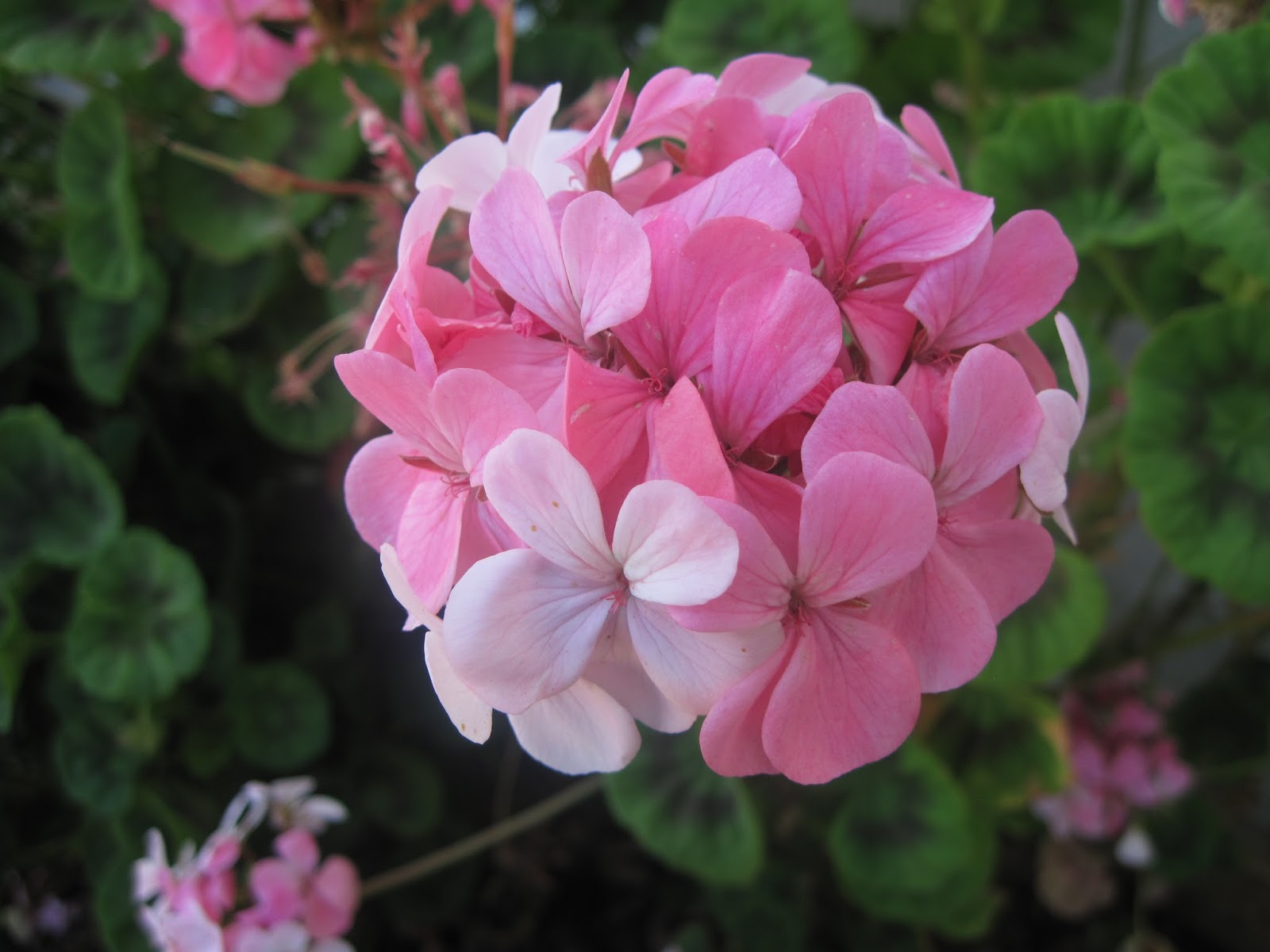 VIVERO CASONA LA COLINA: NUESTRAS PLANTAS ORNAMENTALES