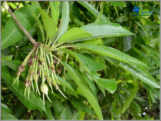 මී [Mee] (Madhuca longifolia) ~ අපේ ඔසුපැළ Medicinal Plants of Sri Lanka