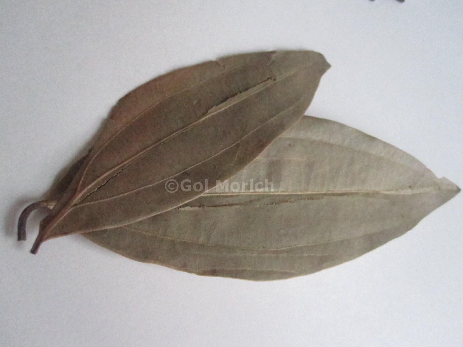 Gol Morich: Spice Cabinet