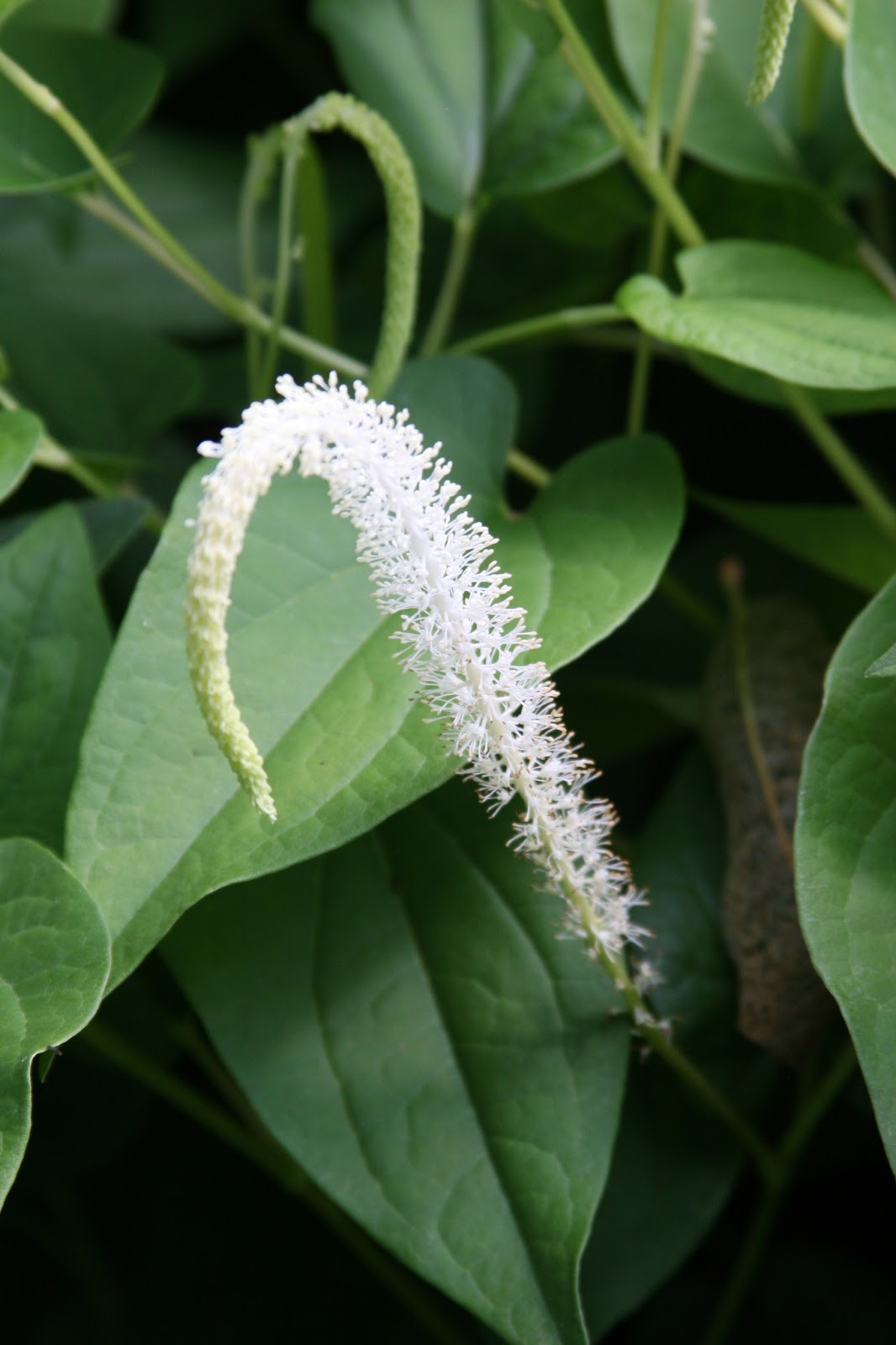 Isabella Conservation District Environmental Education Program: Native ...