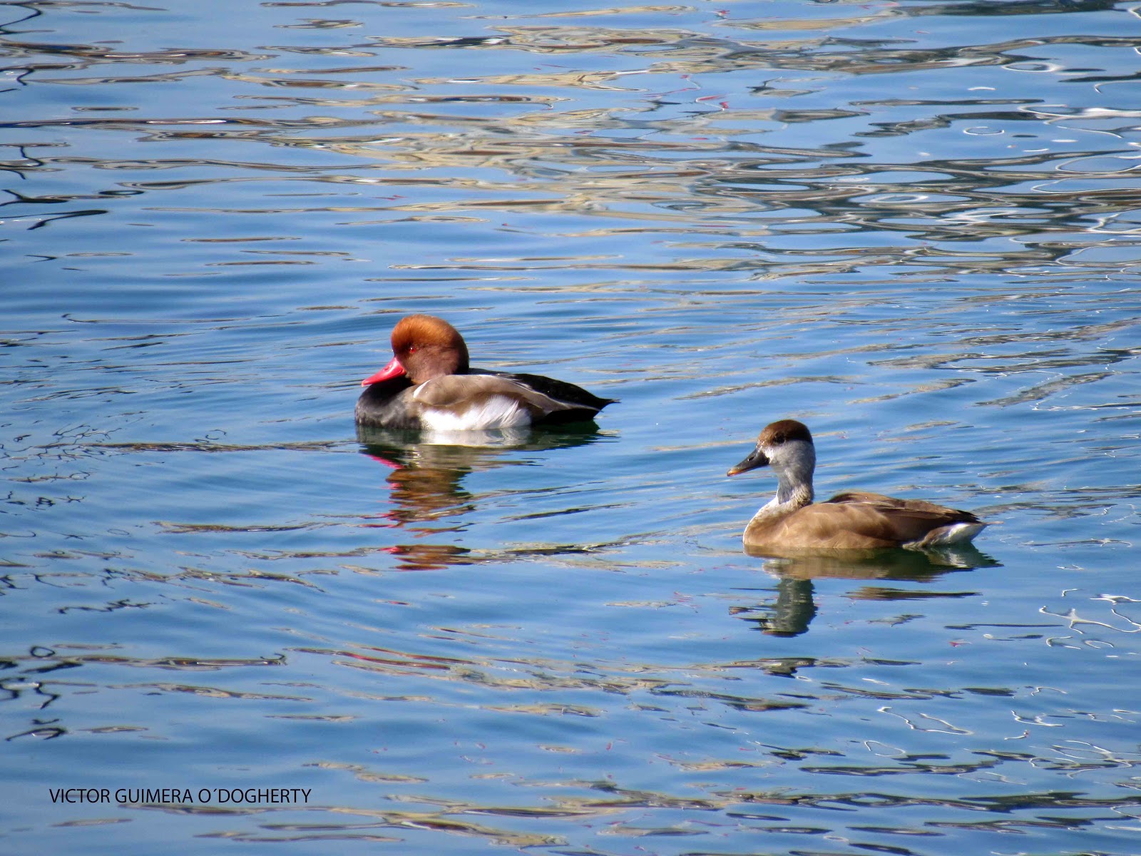 Mis imágenes de aves: PATOS COLORADOS ALEMANES