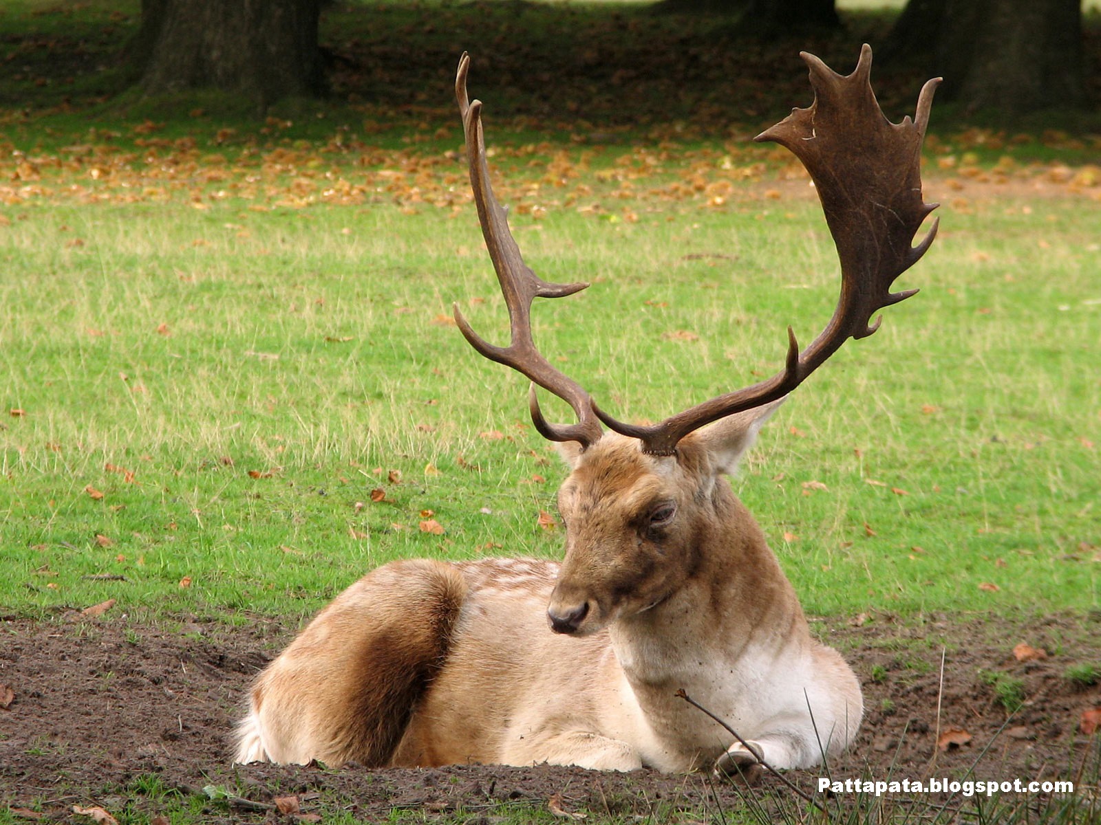 Pictures....පින්තූර : Animal....සත්තු