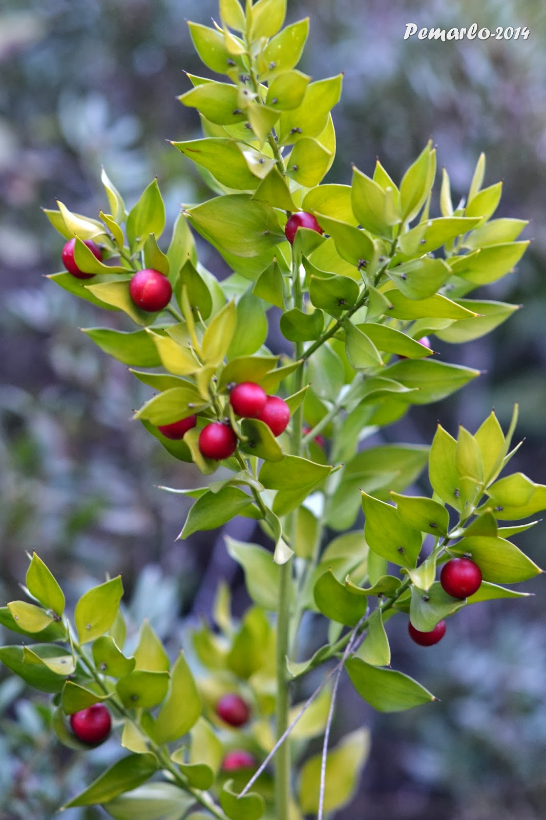 Plantas de Murcia: RUSCUS ACULEATUS (Rusco) EN LA SIERRA DE LA PILA el ...