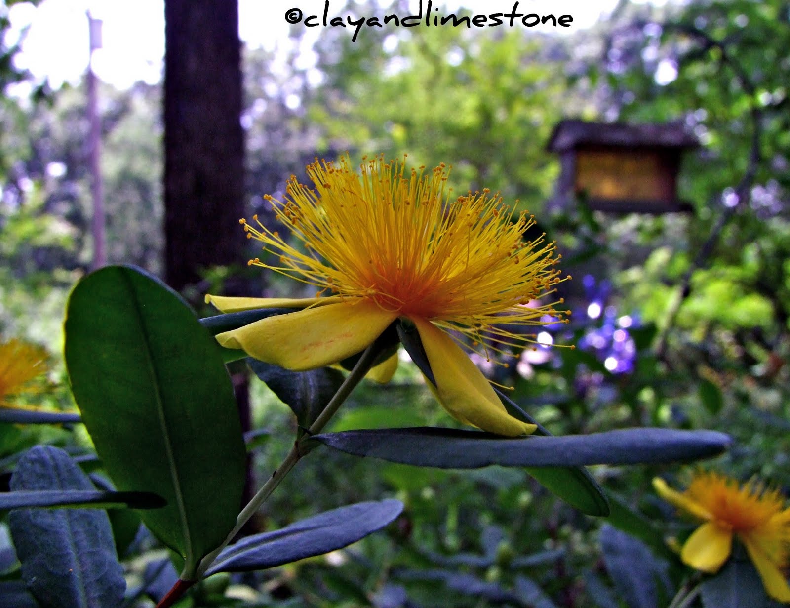 Hypericum Frondosum Native