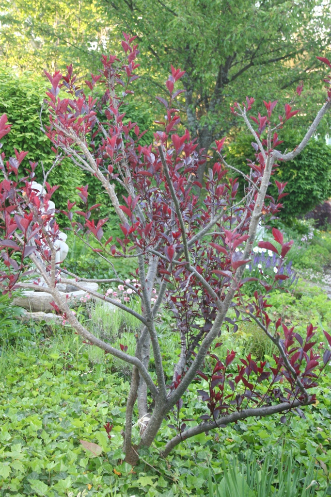 Our Garden Journal: Update: The Saga of the Sand Cherry