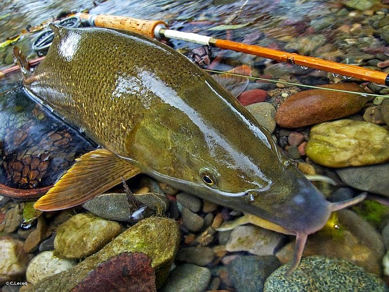 Viskas apie žvejybą ir žuvis.: Rudens viduryje įsibėgėja ūsorių kibimas