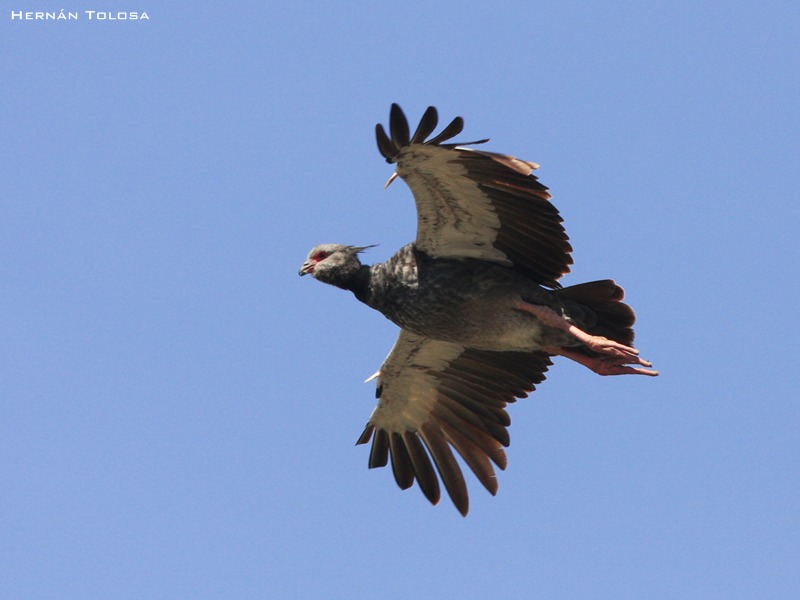 Aves de Argentina: Chajá (Chauna torquata)