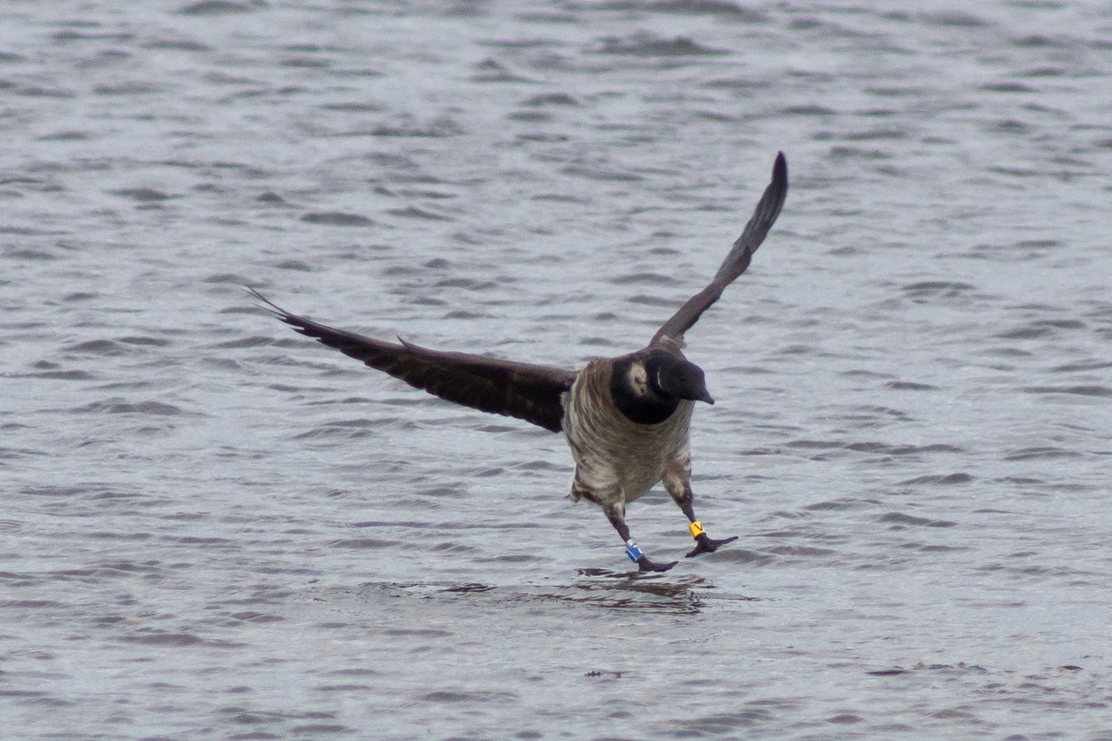 irishbrentgoose: Yo-yo Bird...