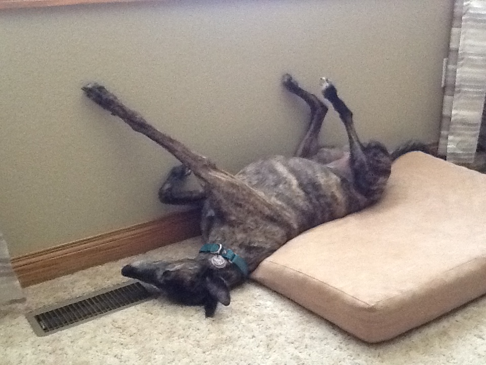 Northern Lights Greyhound Adoption Dog Blog: NLGA Photo Roundup ...