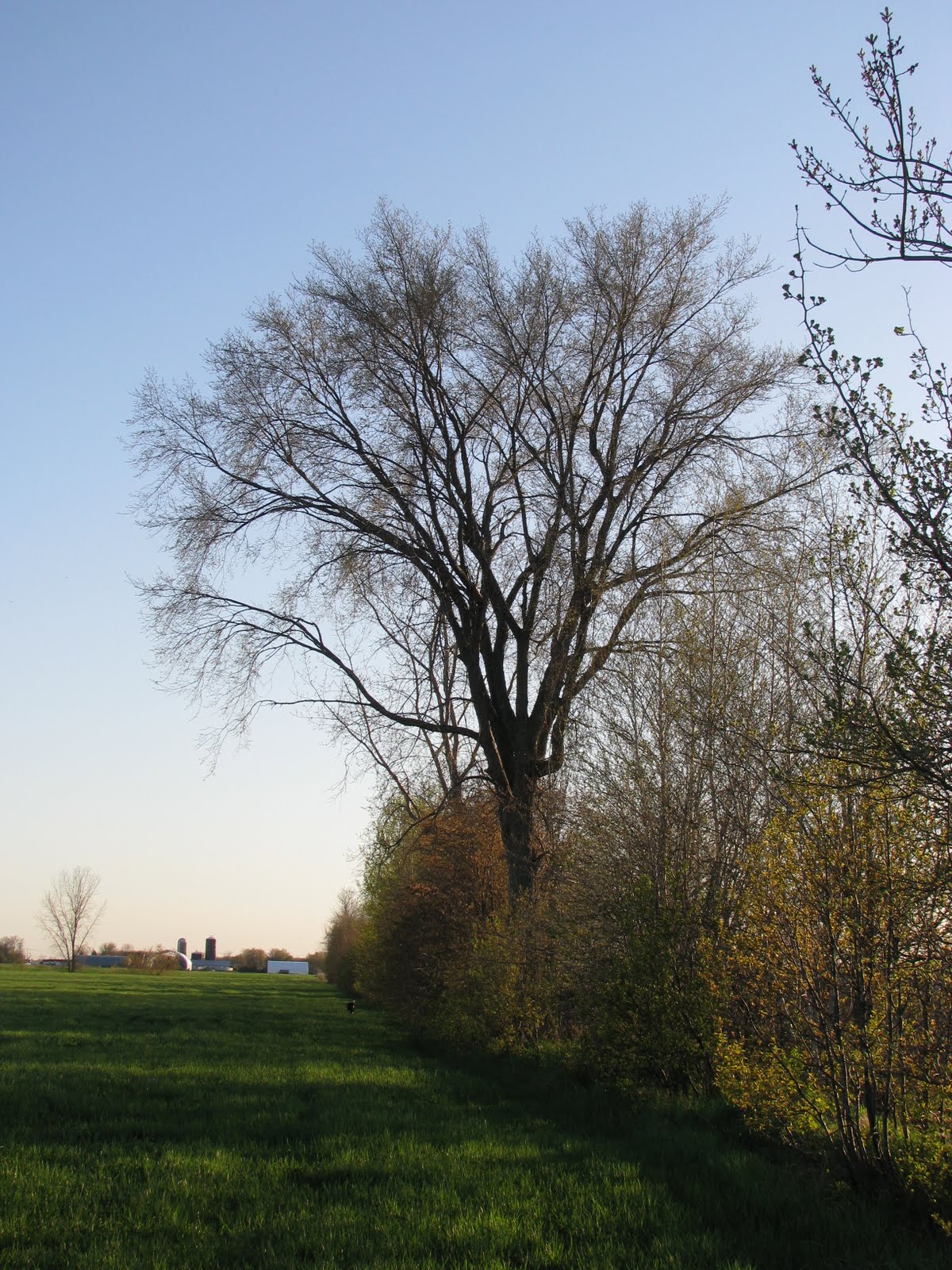 Shim Farm: A Spring Walk with Cooper