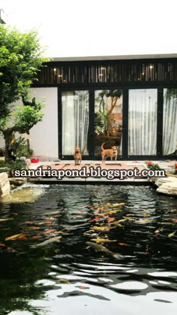 PROFESIONAL KOLAM KOI