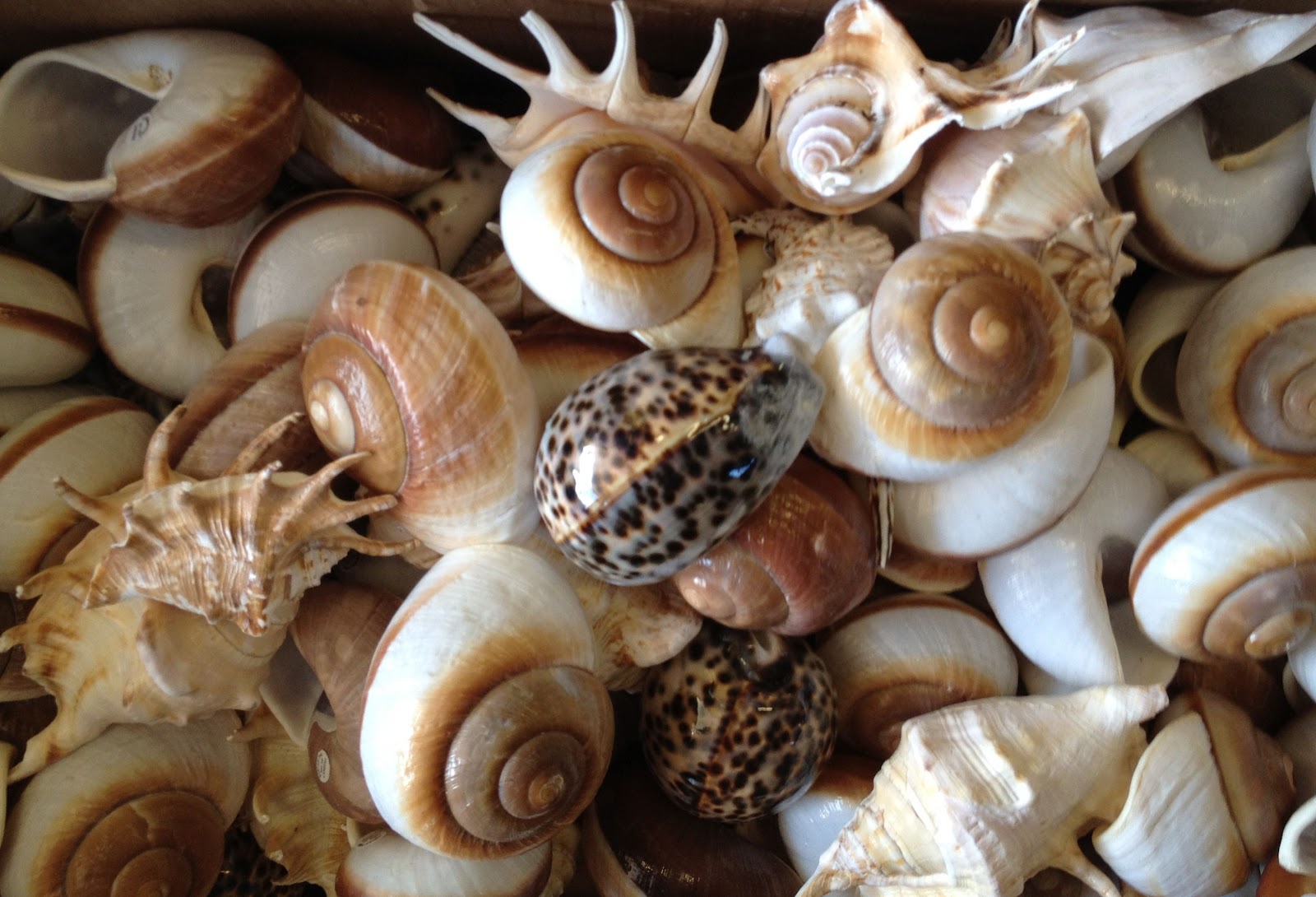 Rela's Journal: Shell Shock