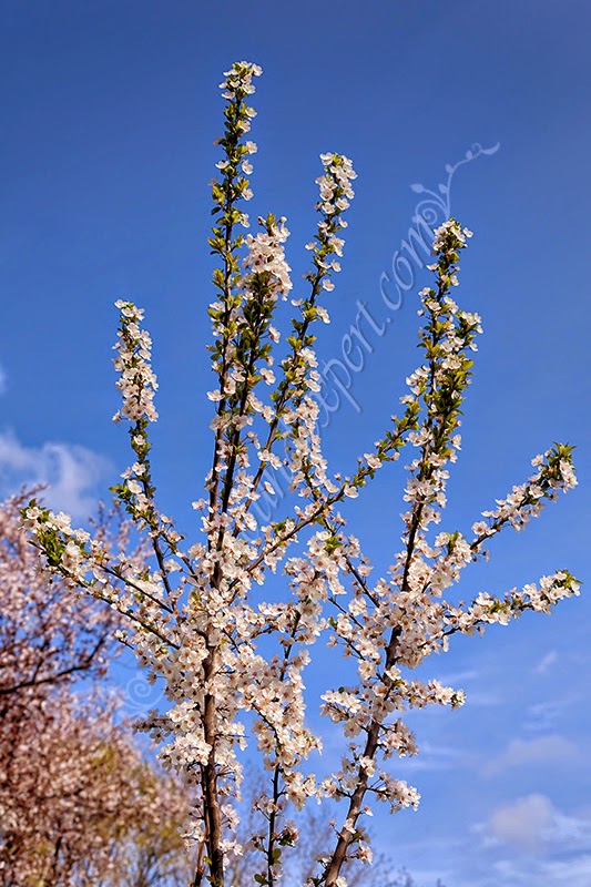 Image and Sound Expert: Flori de cais / Apricot flower / Apricot Blume ...