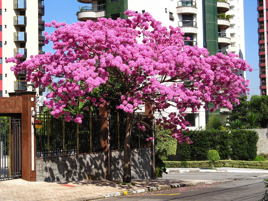 elarbolmiamigo-encinarosa: Lapacho rosado / Tabebuia avellanedae ...