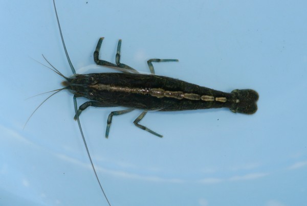 Fächergarnelen: Fächergarnelen Hotspot Guadeloupe