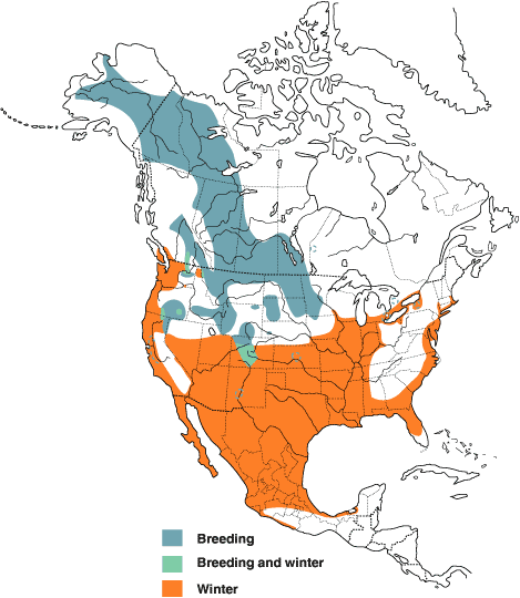 The Freiday Bird Blog: Fancy Ducks