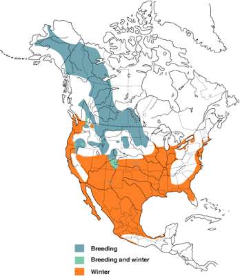 The Freiday Bird Blog: Fancy Ducks