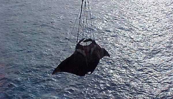 ALEM DO TUMULO: "Diabo do Mar": a maior raia do mundo