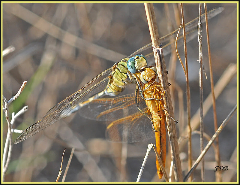 Pana - Lo que el ojo no ve: LIBELULAS (Hechas para la caza)