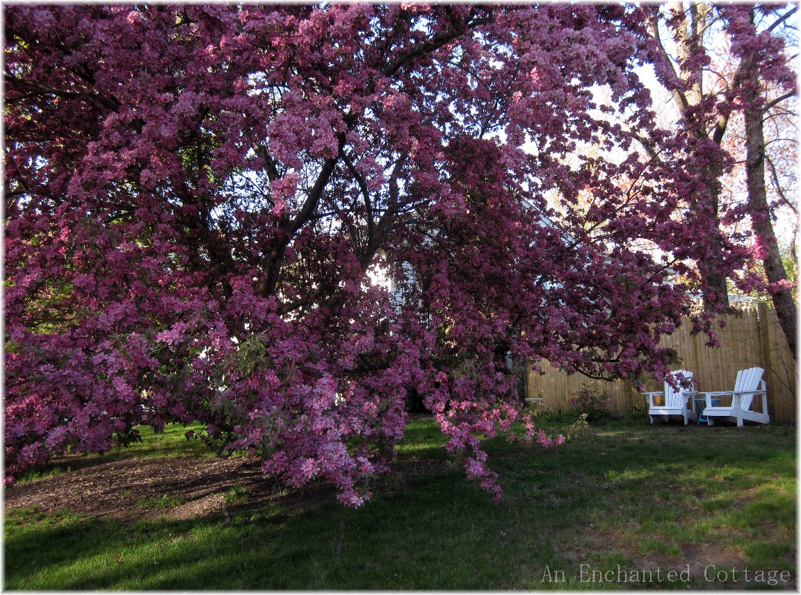 An Enchanted Cottage: Our pink flowering hoppa crab trees are in full ...