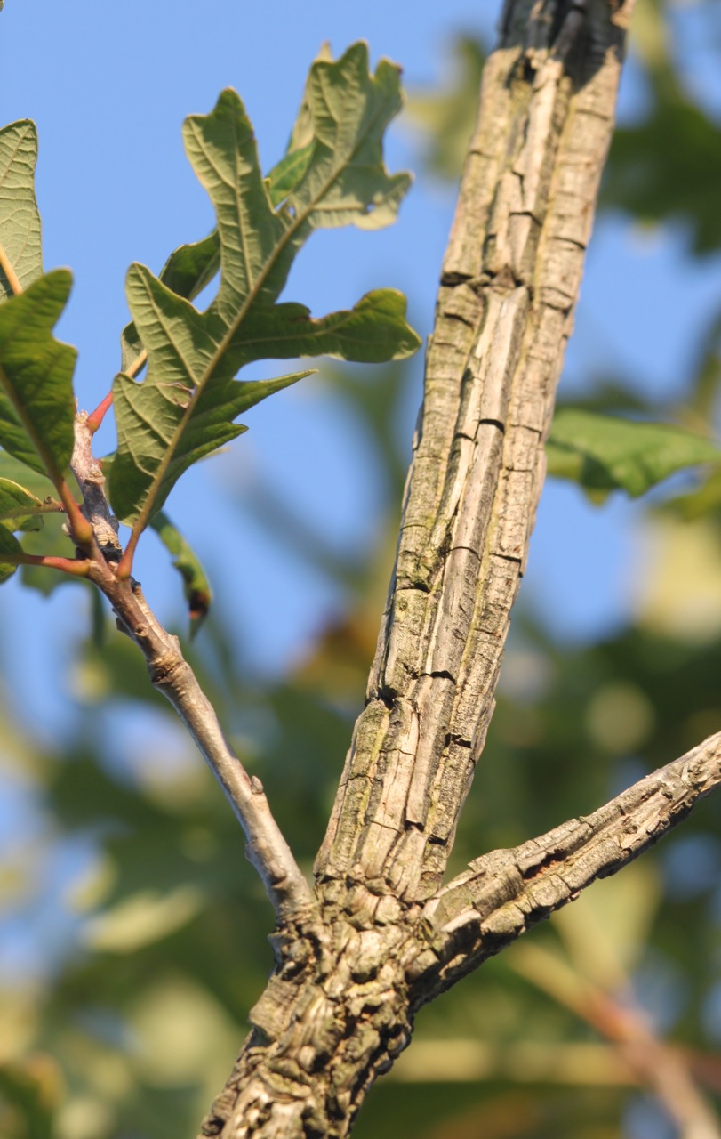 Kalamazoo Seasons: Bur Oak