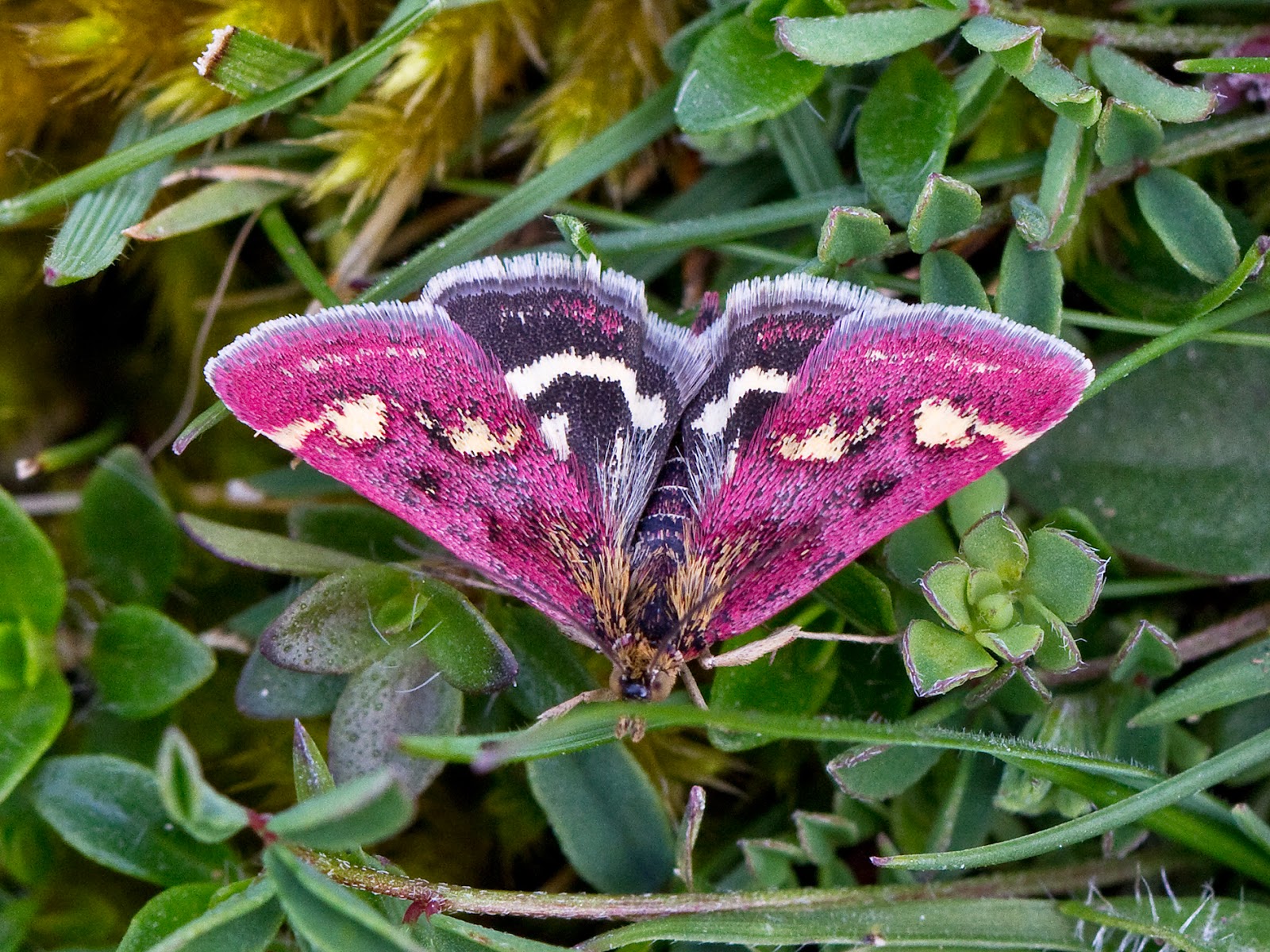 Martin's Sussex Birding Blog: Green Hairstreak