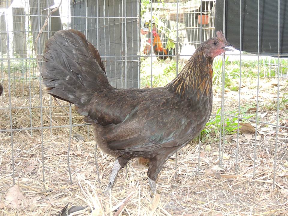 Granja R. Greer, Gallos Finos, Aves de exhibición y más: EL GALLO BROWN RED