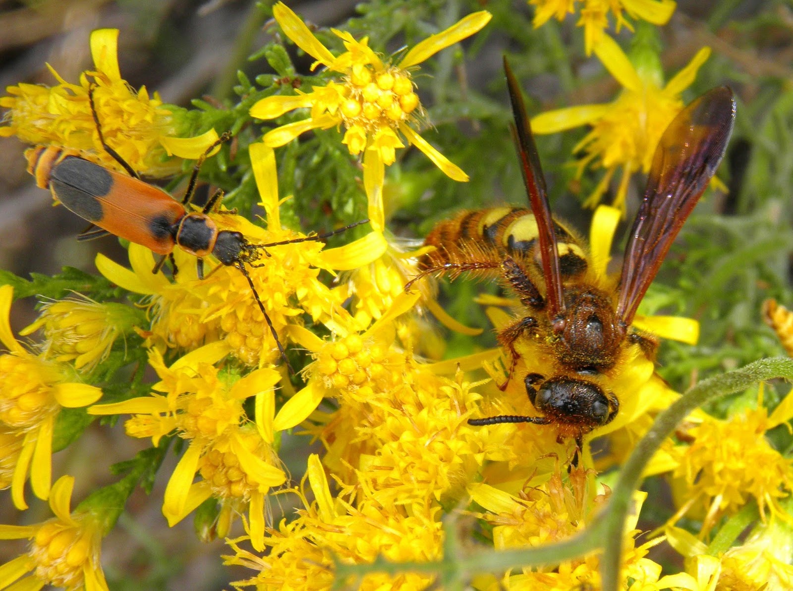 Arizona: Beetles, Bugs, Birds and more: Madera Canyon at the End of ...