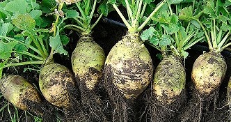 Gardening Granny's Gardening Pages: Rutabaga