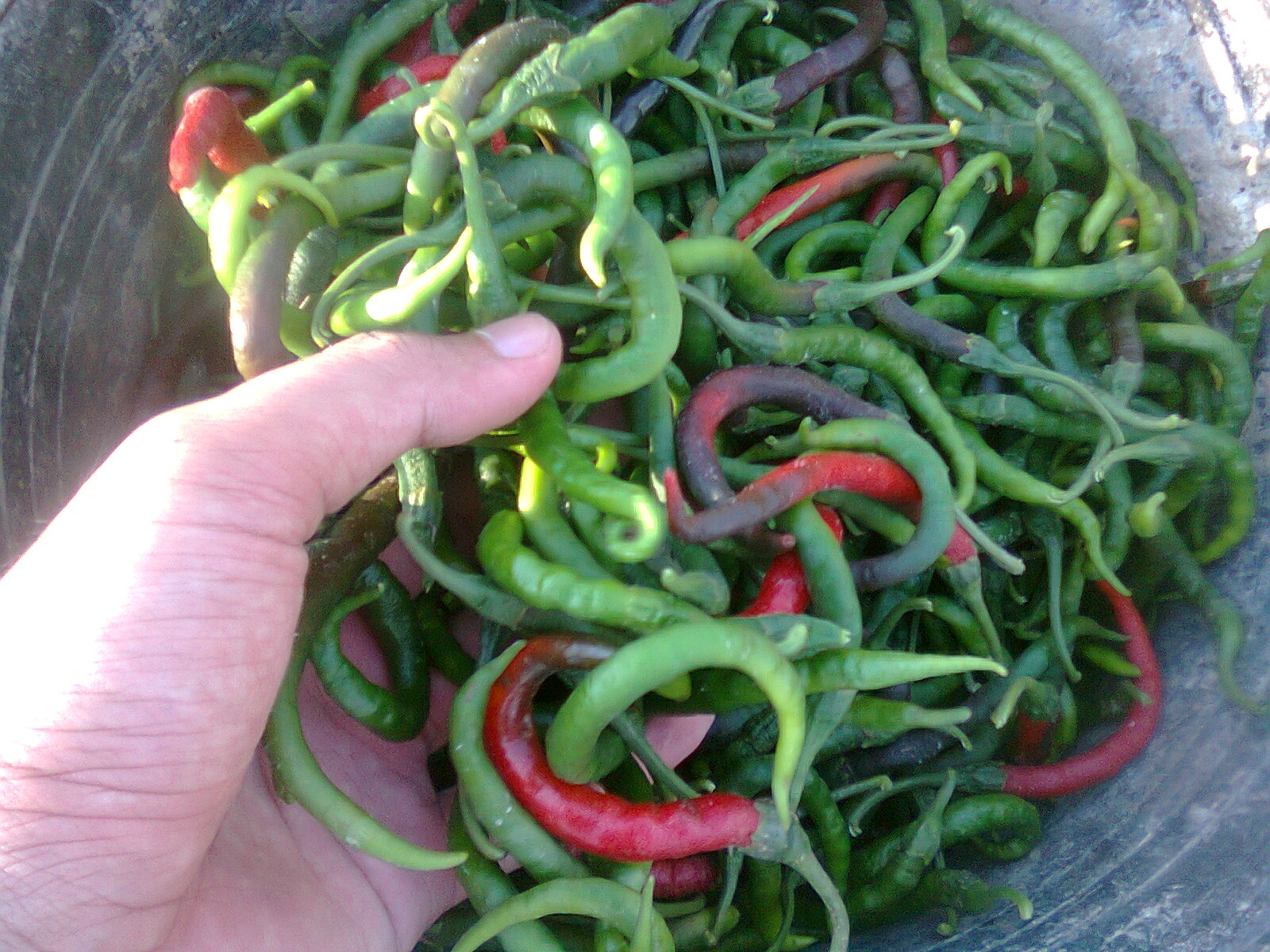 Foto-Foto Kebun Cabai Rawit Hijau Paling Keren di Daerah Pegunungan ...