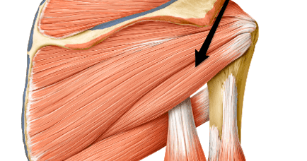 Teres major muscle - Medically