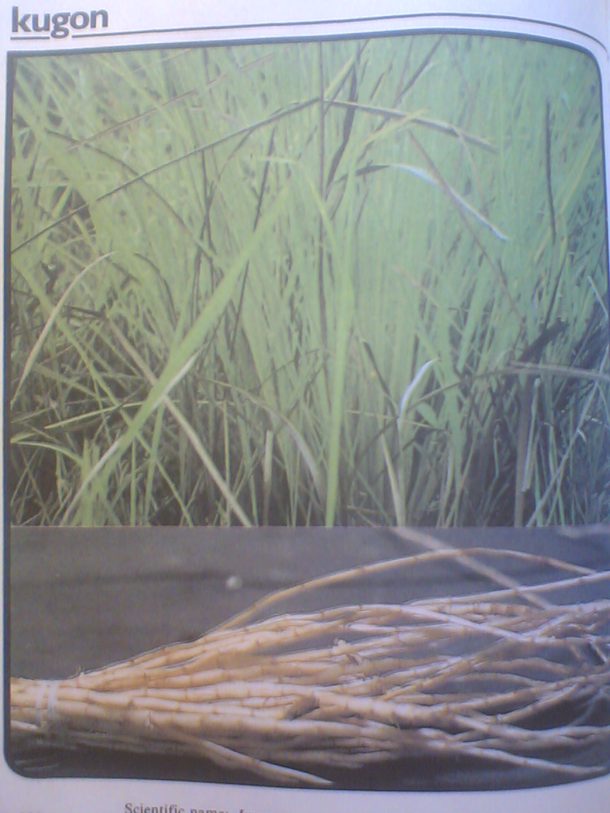 HERBAL MEDICINE: 2012