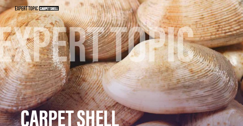 The Aquaculturists: Carpet shells